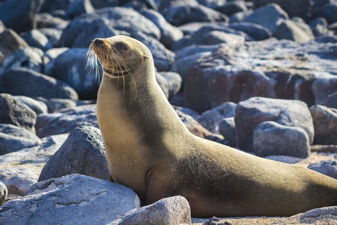Travel Photos: The Galapagos Islands - JMORE
